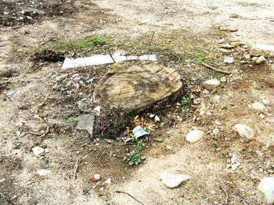 Locust Point developer promises upkeep – Bronx Times