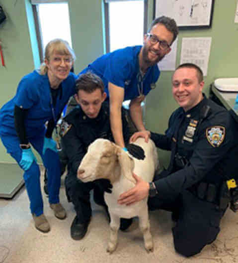 PETA Honors 40th Pct. For Goat Rescue – Bronx Times