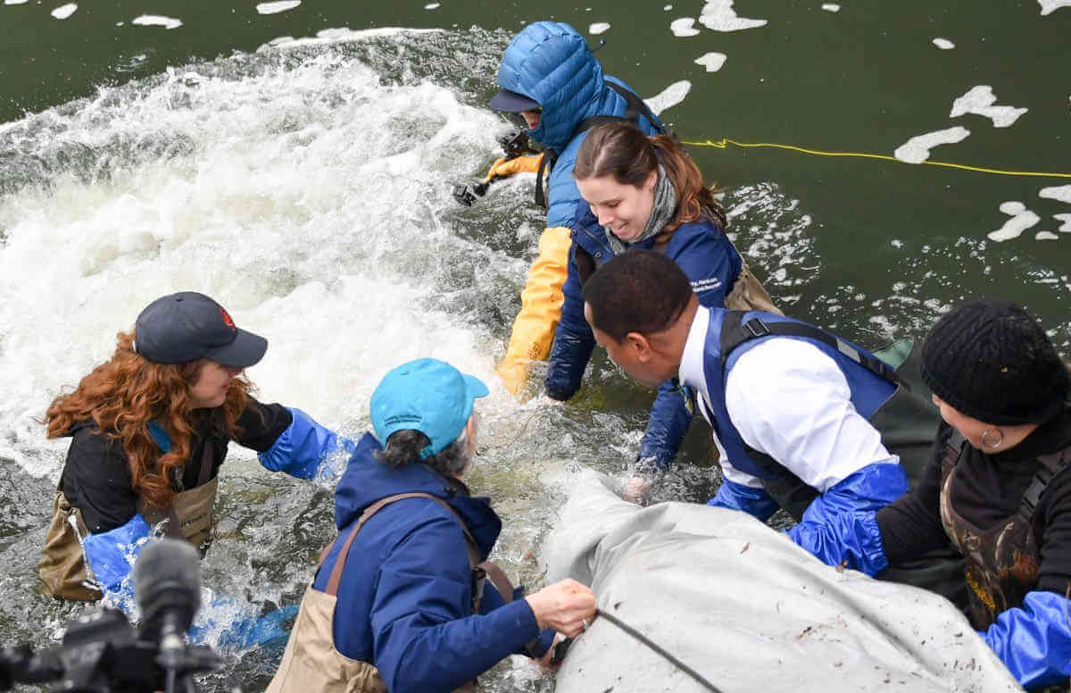 Parks Host ‘Running of the Fishes’ In Bronx River – Bronx Times