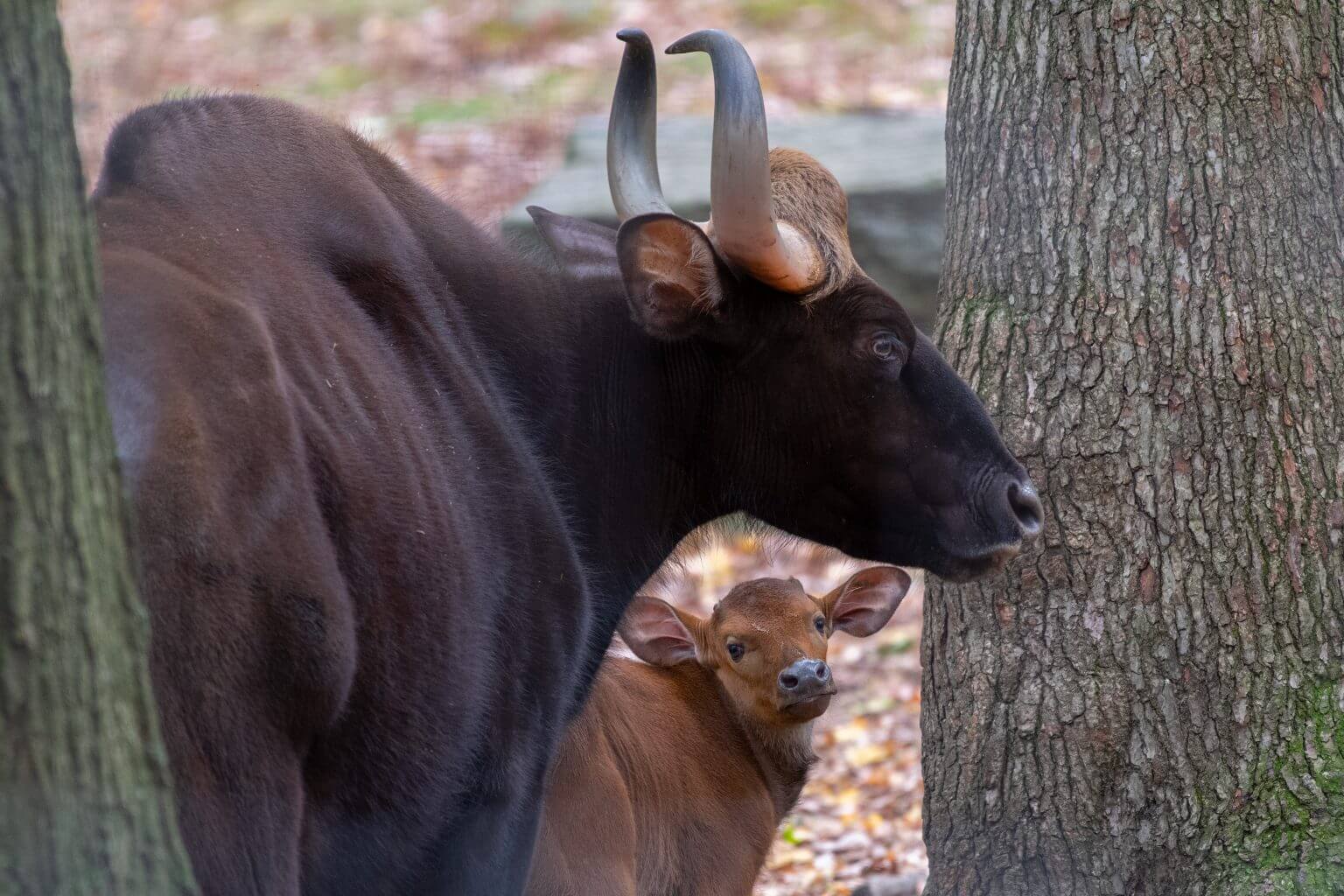 Two baby gaur calves born at Bronx Zoo while closed down during ...