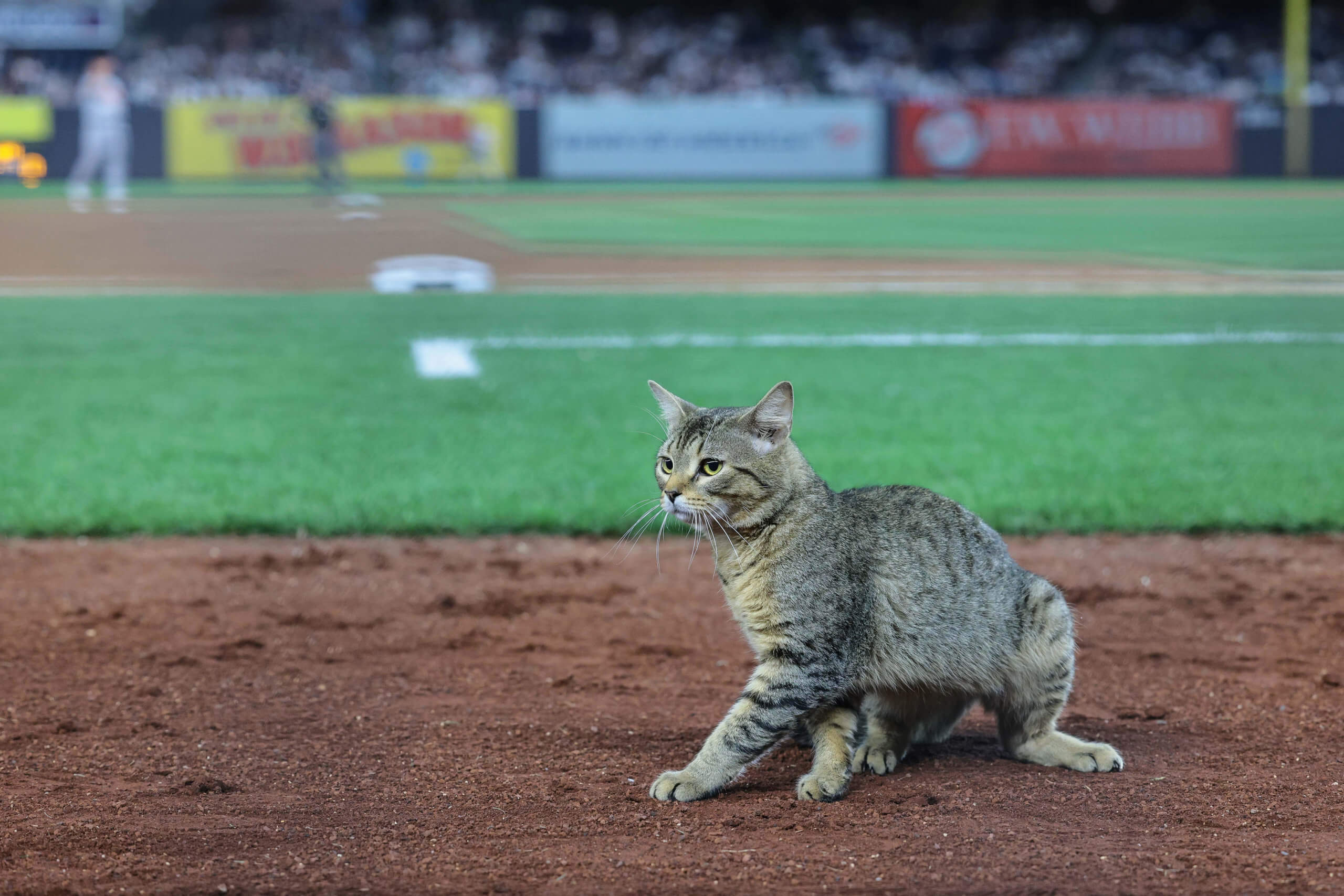 cat baseball