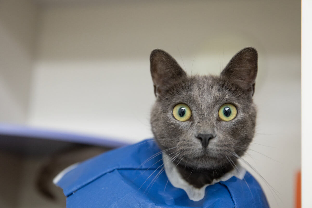 South Bronx cat rescued from building ledge after abandonment finds new ...