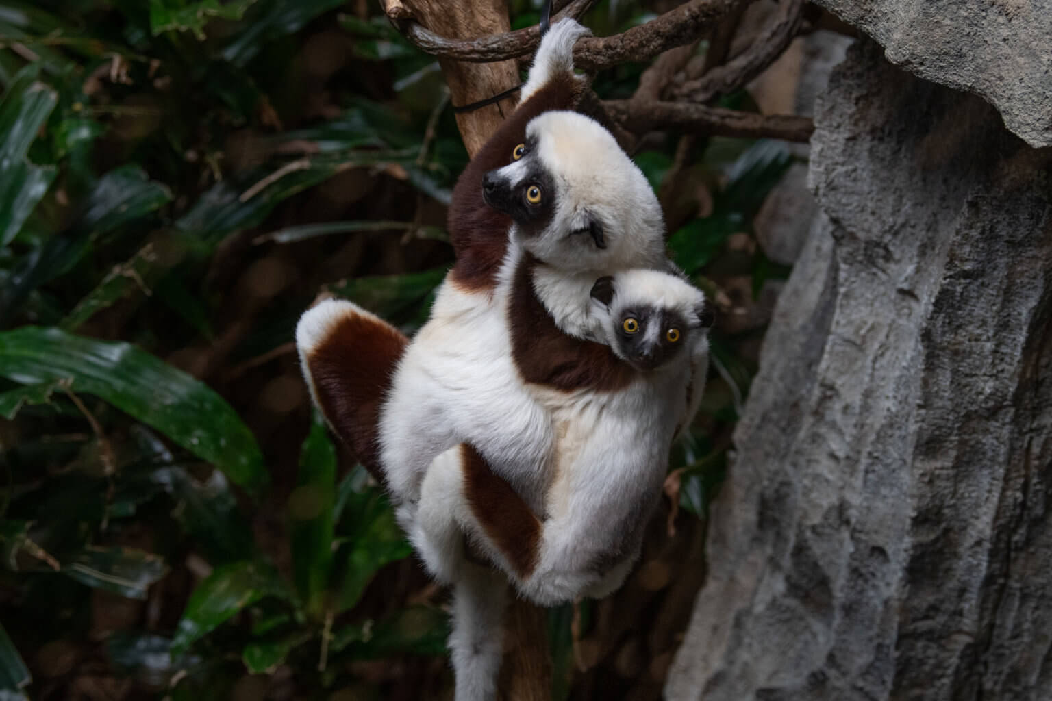 Coquerel’s sifaka baby debuts at Bronx Zoo – Bronx Times