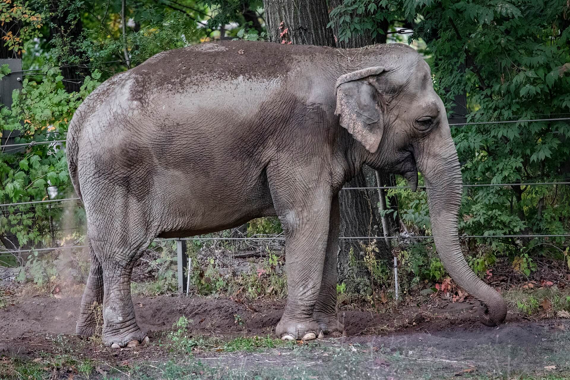 Happy Days? The Bronx Zoo’s star attraction is a tough case for Court ...