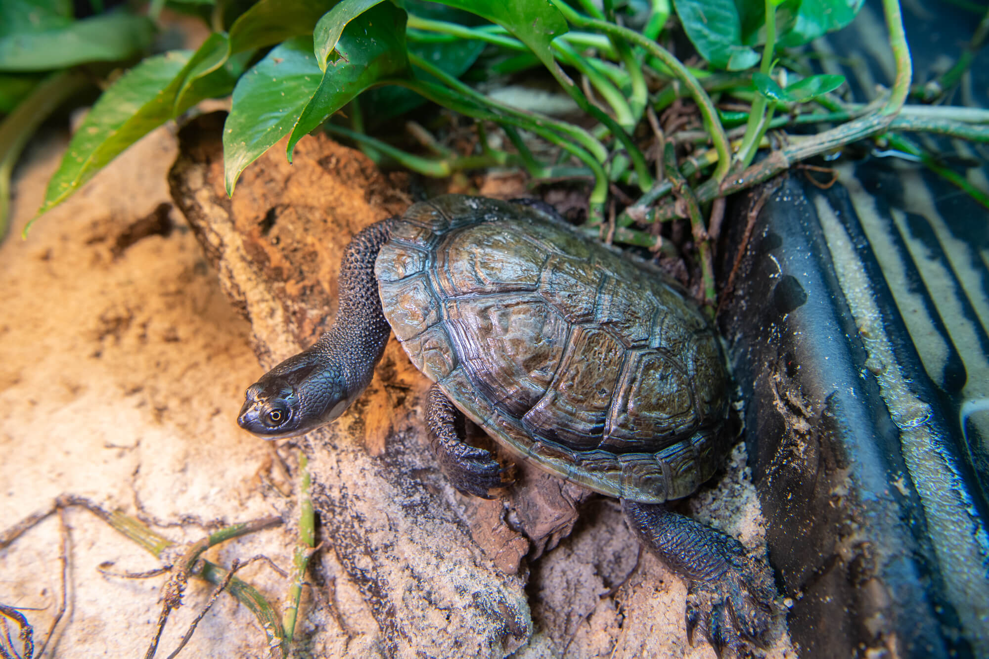 Bronx Zoo sends 36 Rote Island snake-necked turtles to Singapore Zoo ...
