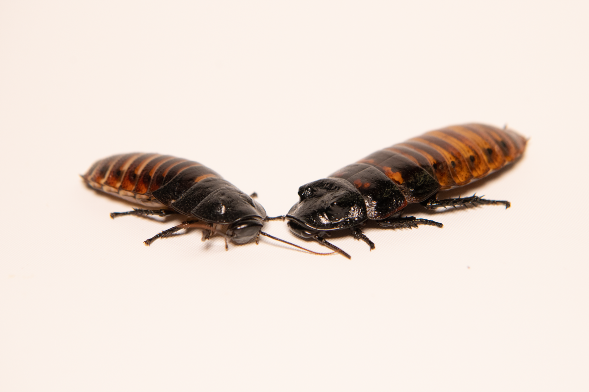‘Name-a-Roach’ is back at the Bronx Zoo in time for Valentine’s Day ...