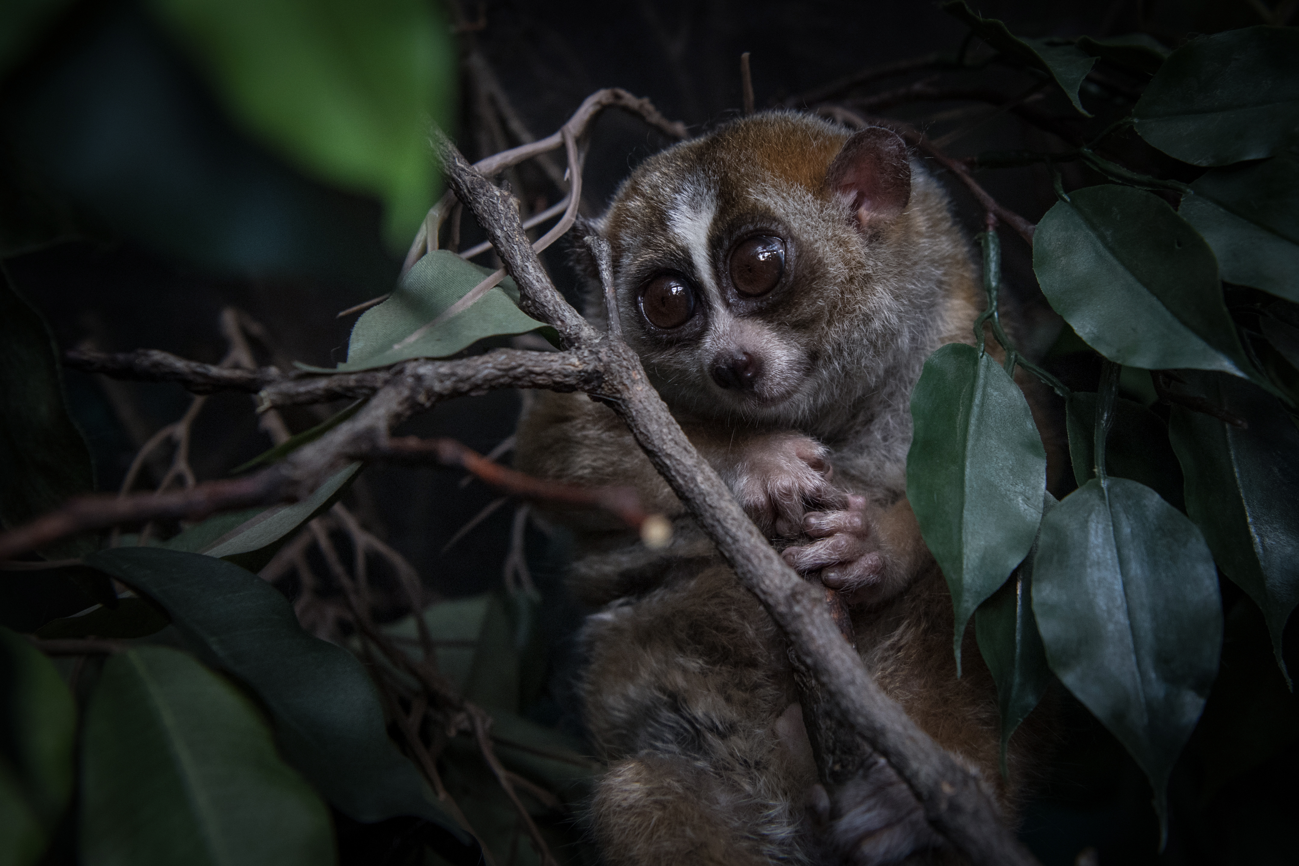 Bronx Zoo to reopen iconic ‘World of Darkness’ exhibit on July 12 ...