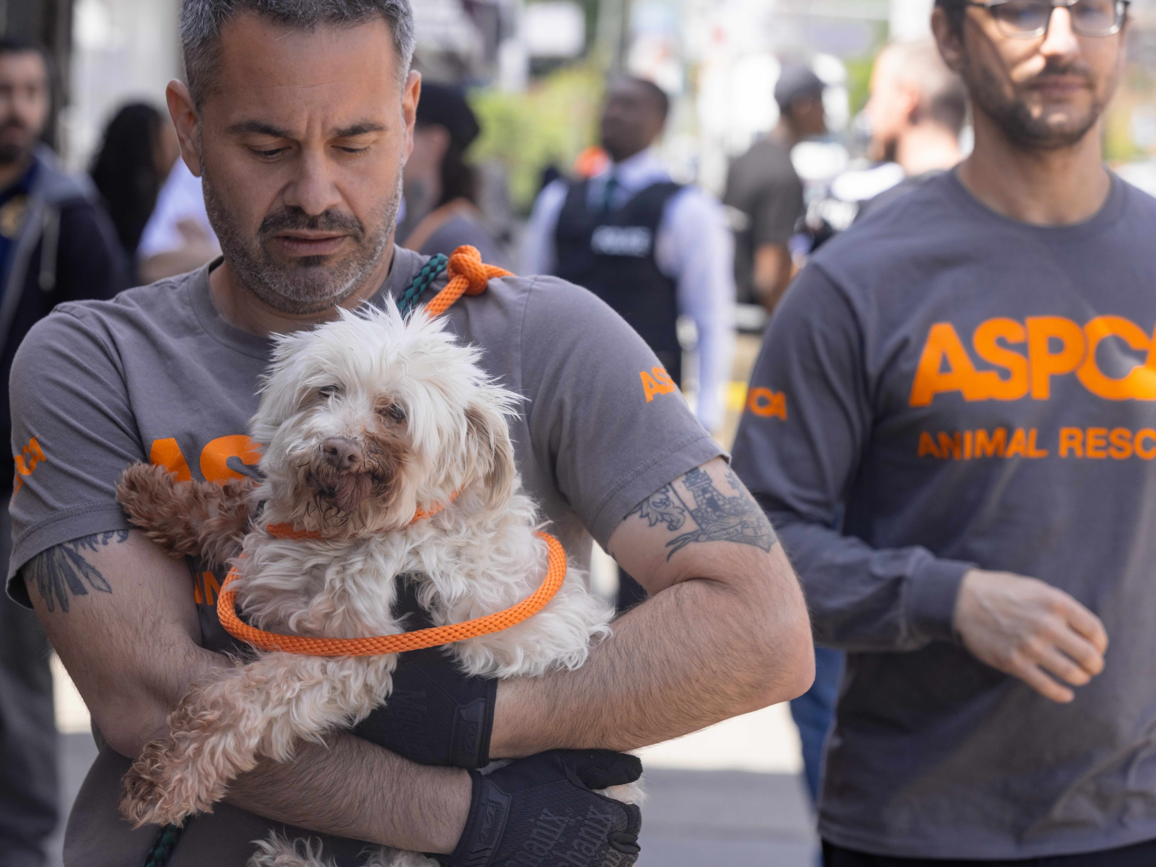 More than 30 animals rescued from Williamsbridge shelter following ...
