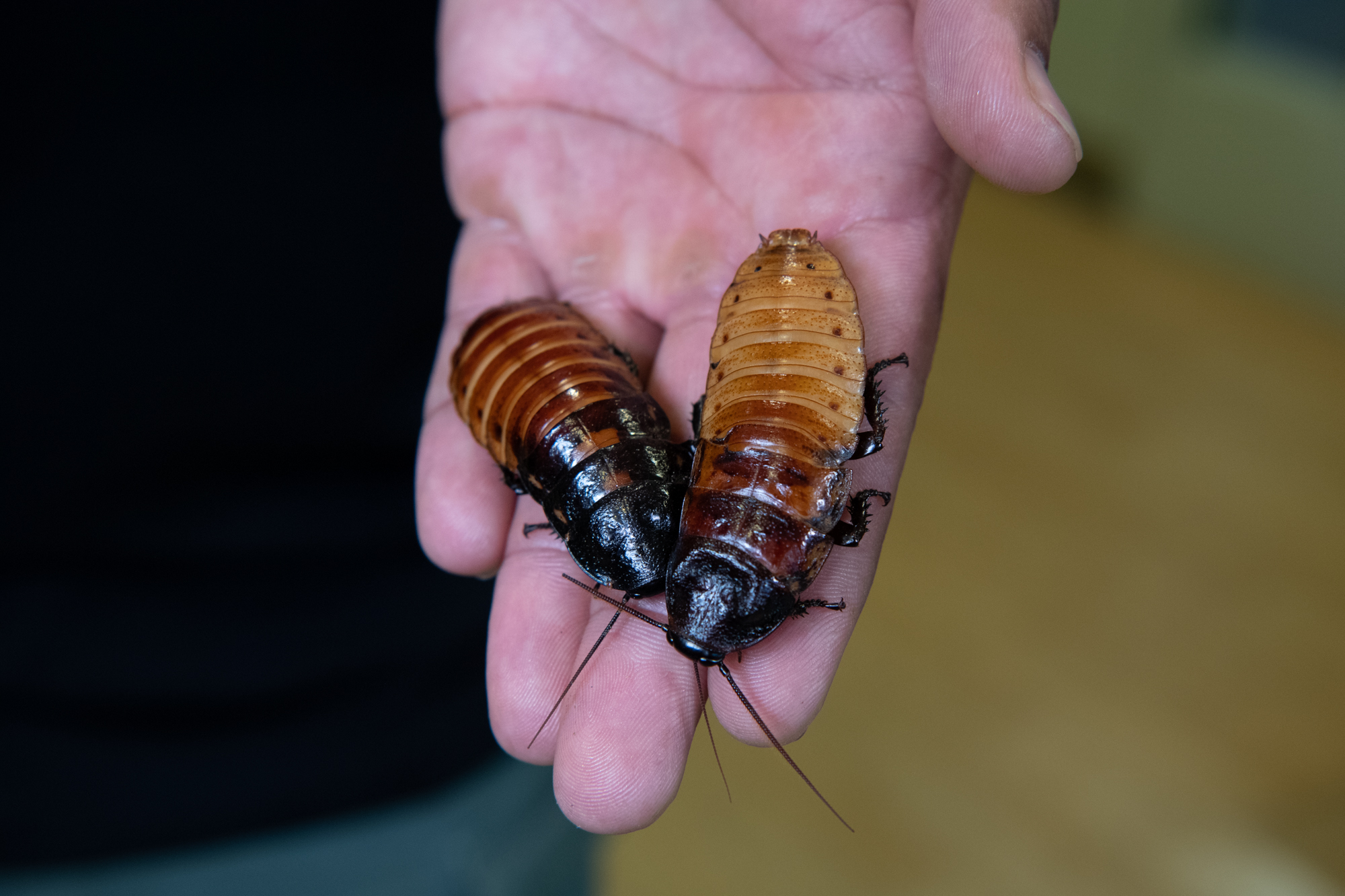 Bronx Zoo’s ‘Name a Roach’ returns for Valentine’s Day – Bronx Times